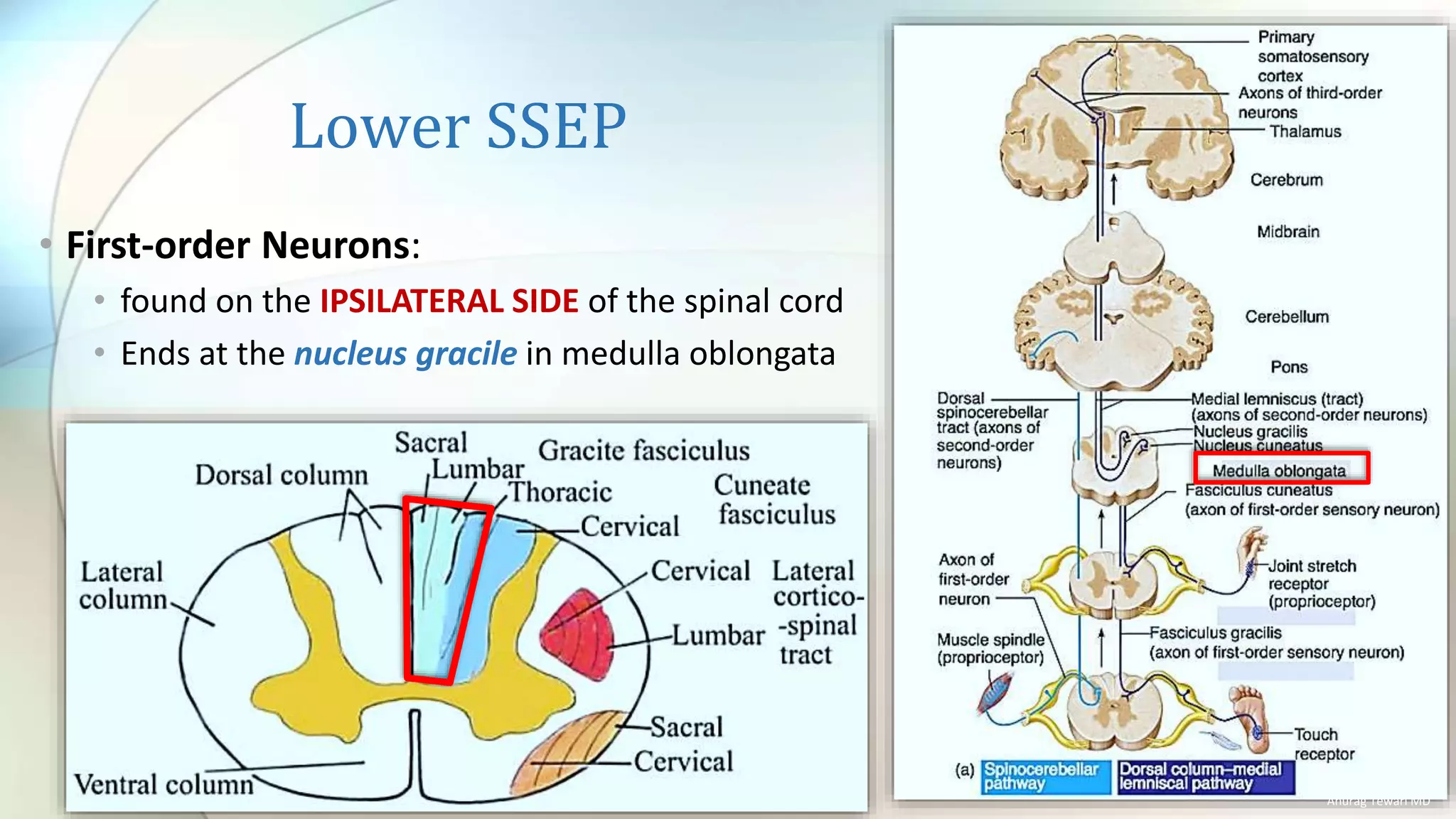 Lower Extremity Somatosensory Evoked Potentials (lower SSEP) | PPTX