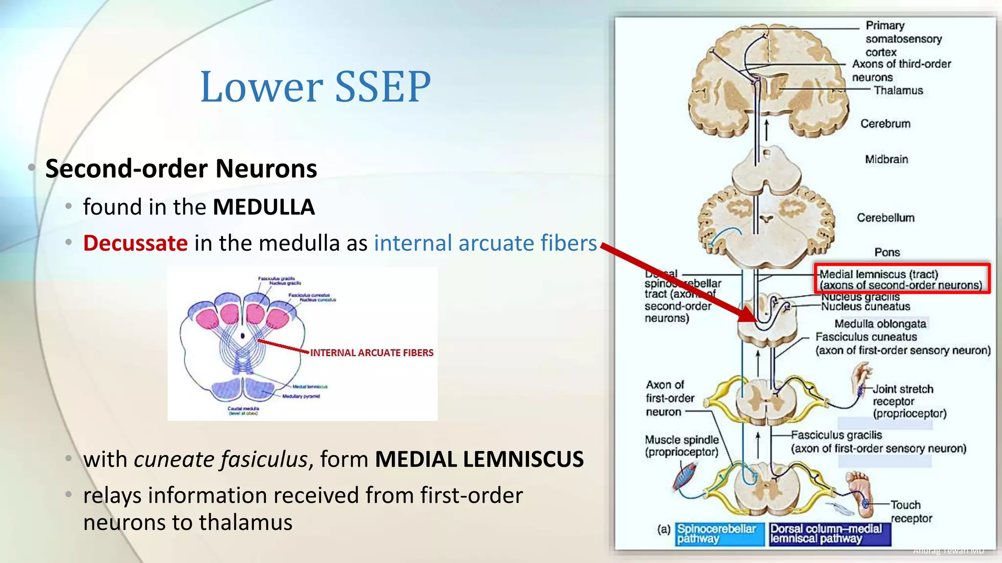 Lower Extremity Somatosensory Evoked Potentials (lower SSEP) | PPTX
