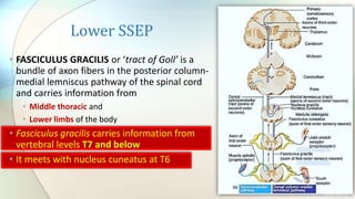 Lower Extremity Somatosensory Evoked Potentials (lower SSEP) | PPTX
