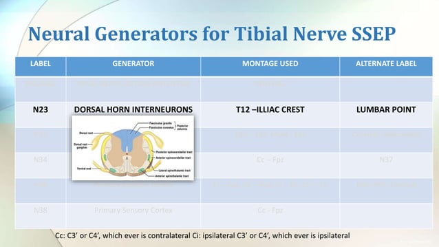 Lower Extremity Somatosensory Evoked Potentials (lower SSEP) | PPTX