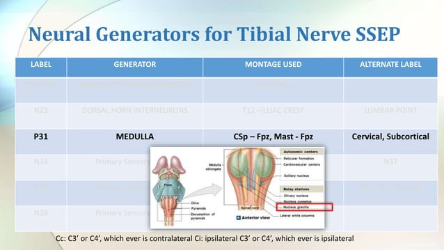 Lower Extremity Somatosensory Evoked Potentials (lower SSEP) | PPTX