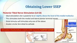 Lower Extremity Somatosensory Evoked Potentials (lower SSEP) | PPTX
