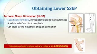 Lower Extremity Somatosensory Evoked Potentials (lower SSEP) | PPTX