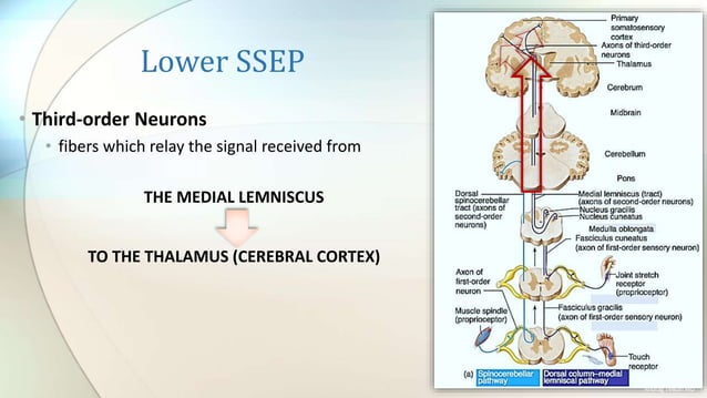 Lower Extremity Somatosensory Evoked Potentials (lower SSEP) | PPT