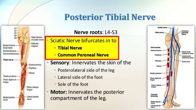 Lower Extremity Somatosensory Evoked Potentials (lower SSEP)