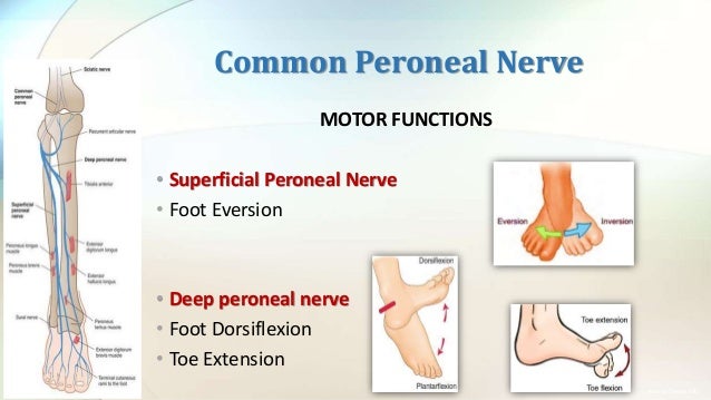 Lower Extremity Somatosensory Evoked Potentials (lower SSEP)