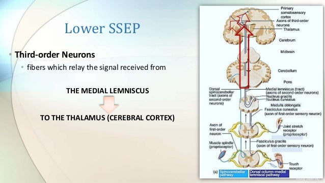 Lower Extremity Somatosensory Evoked Potentials (lower SSEP)