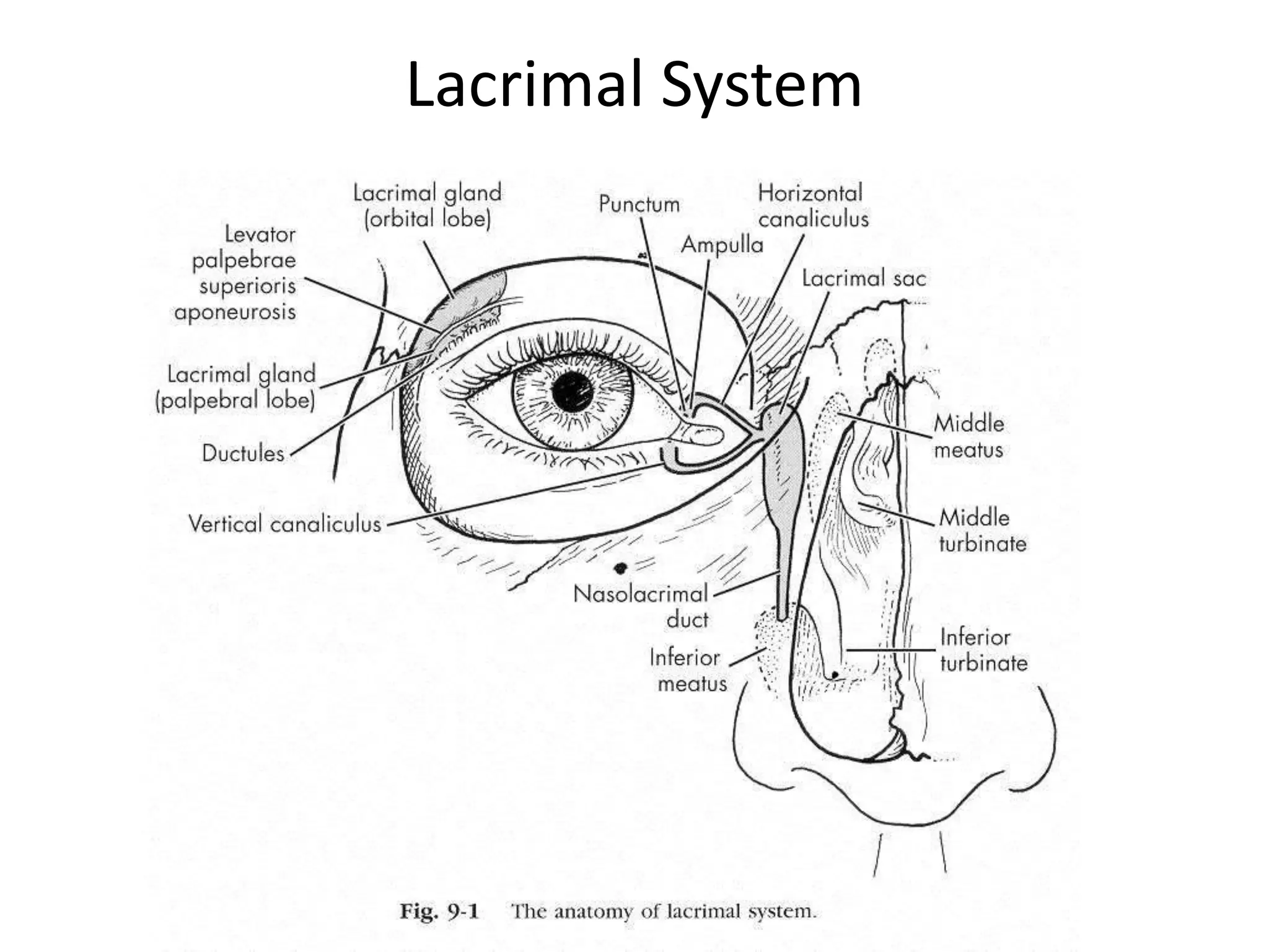 Lower eyelid reconstruction | PPTX