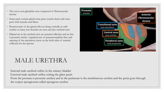 "Exploring Male Lower Genitourinary Anatomy: A Comprehensive Guide".pptx