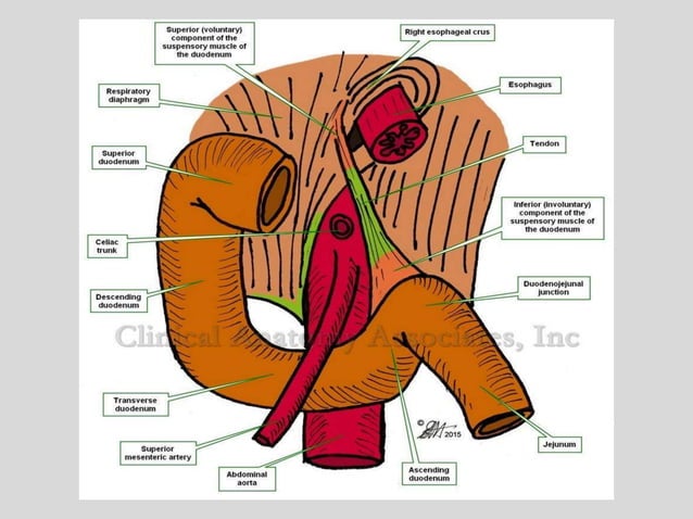 Lower Gi Bleeding Ppt