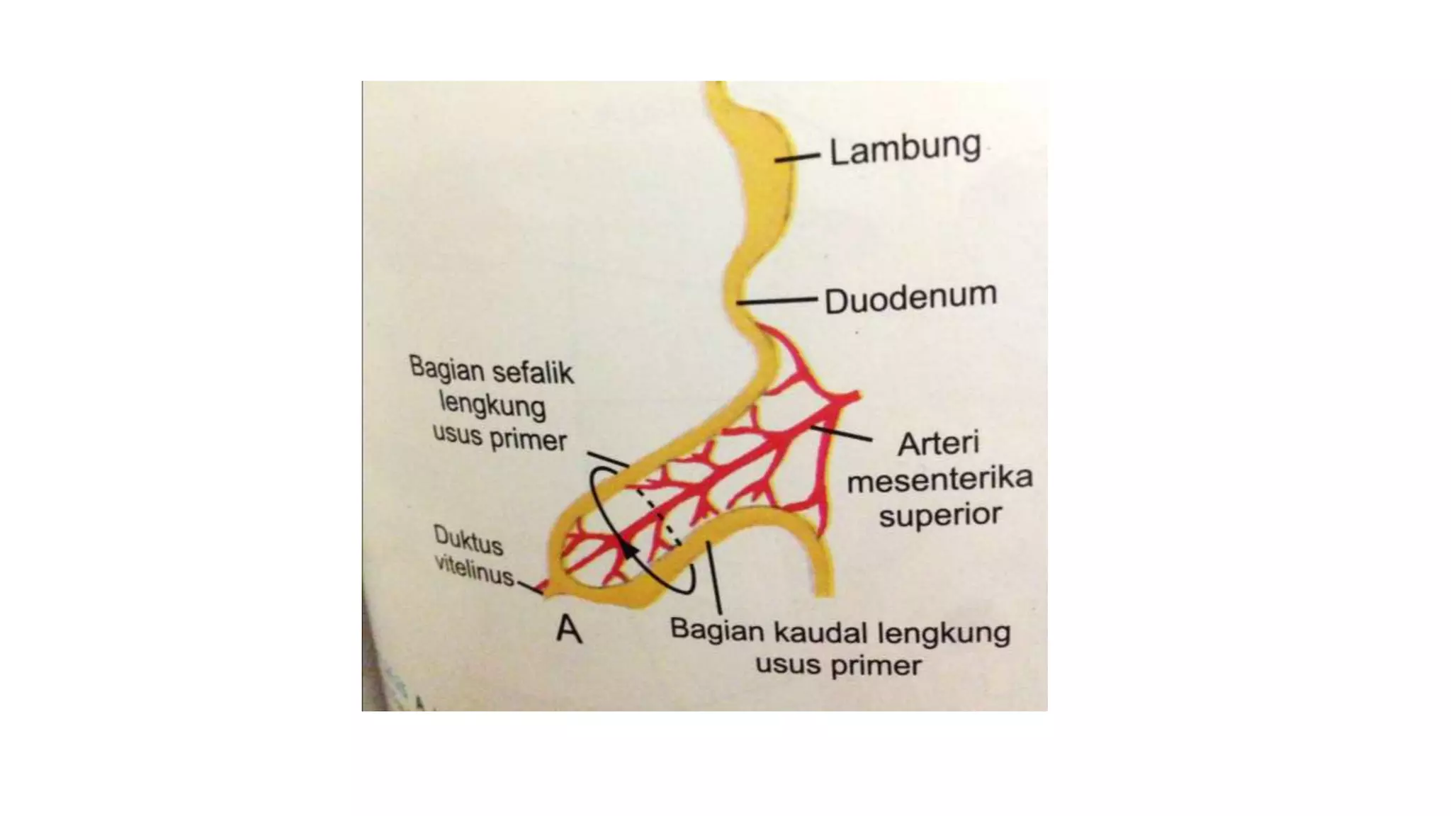 Lower GI Tract Basic Science.pptx