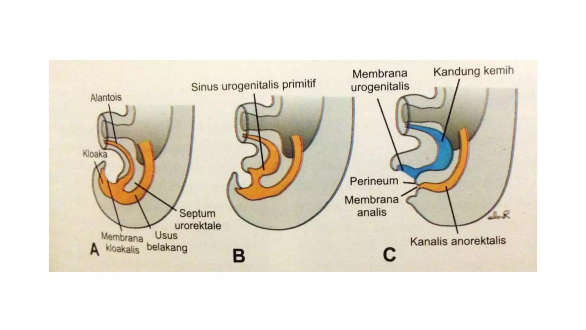 Lower GI Tract Basic Science.pptx