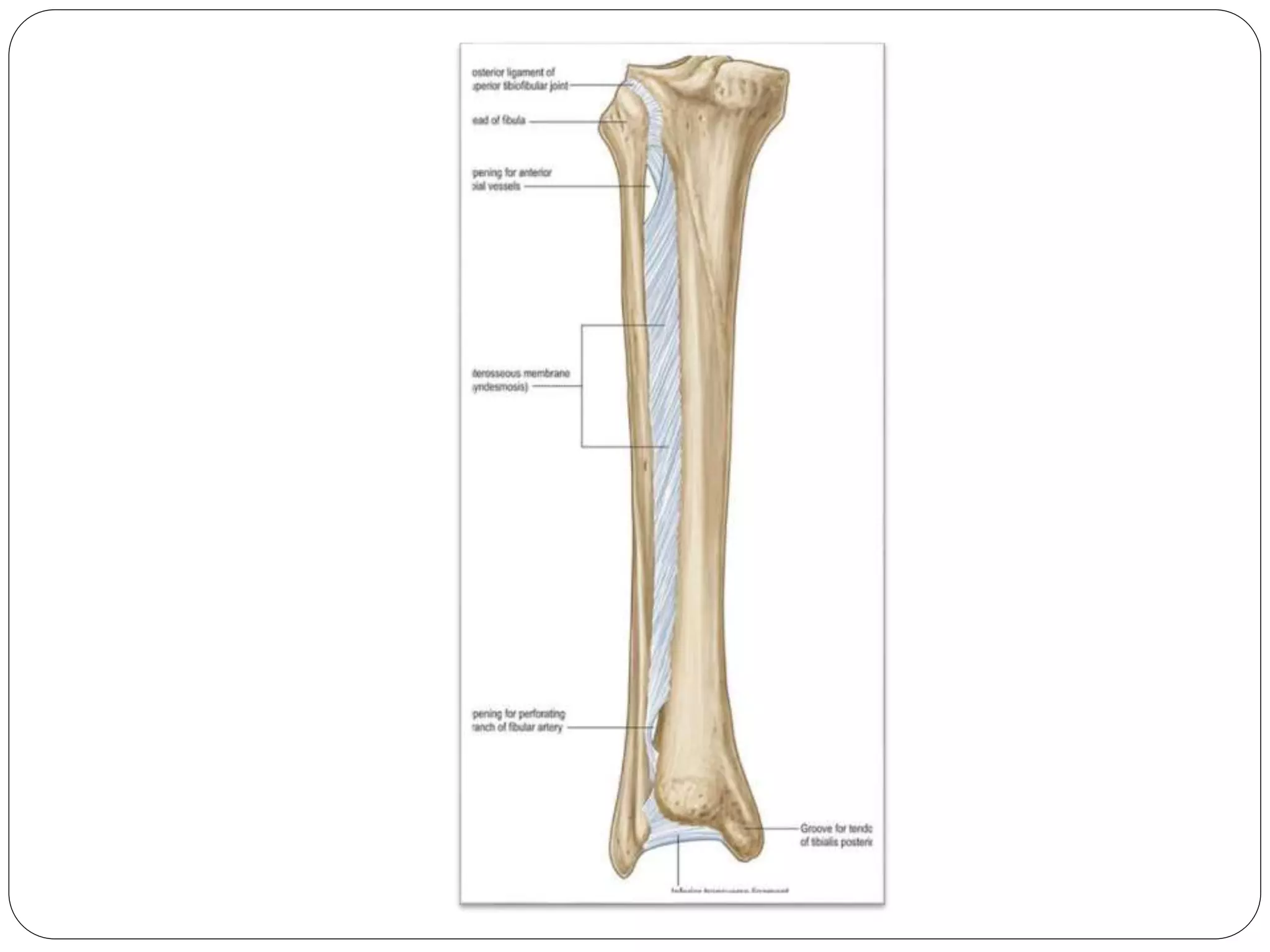 Anatomy of Lower leg, ankle, and foot | PPTX