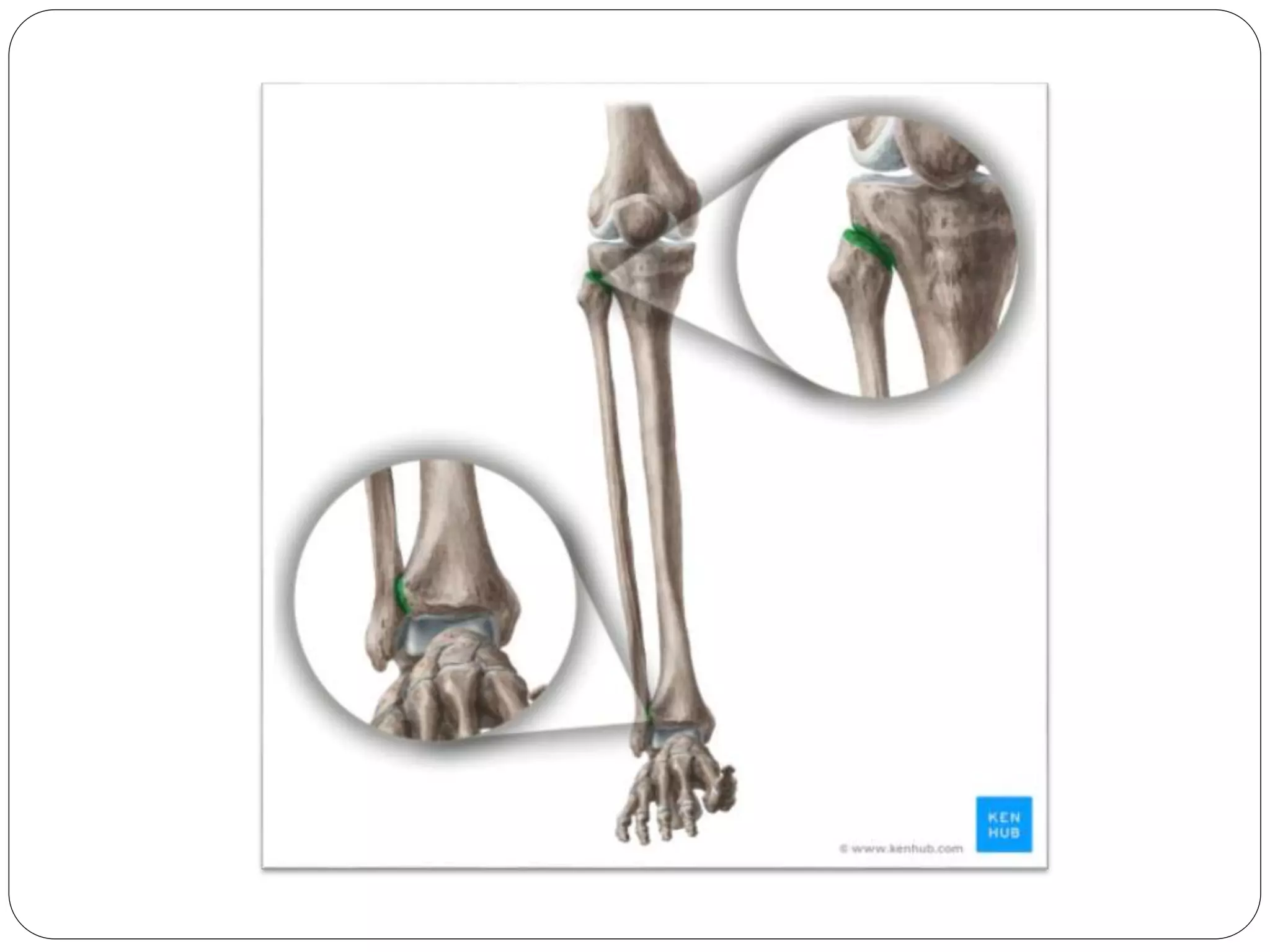 Anatomy of Lower leg, ankle, and foot | PPTX