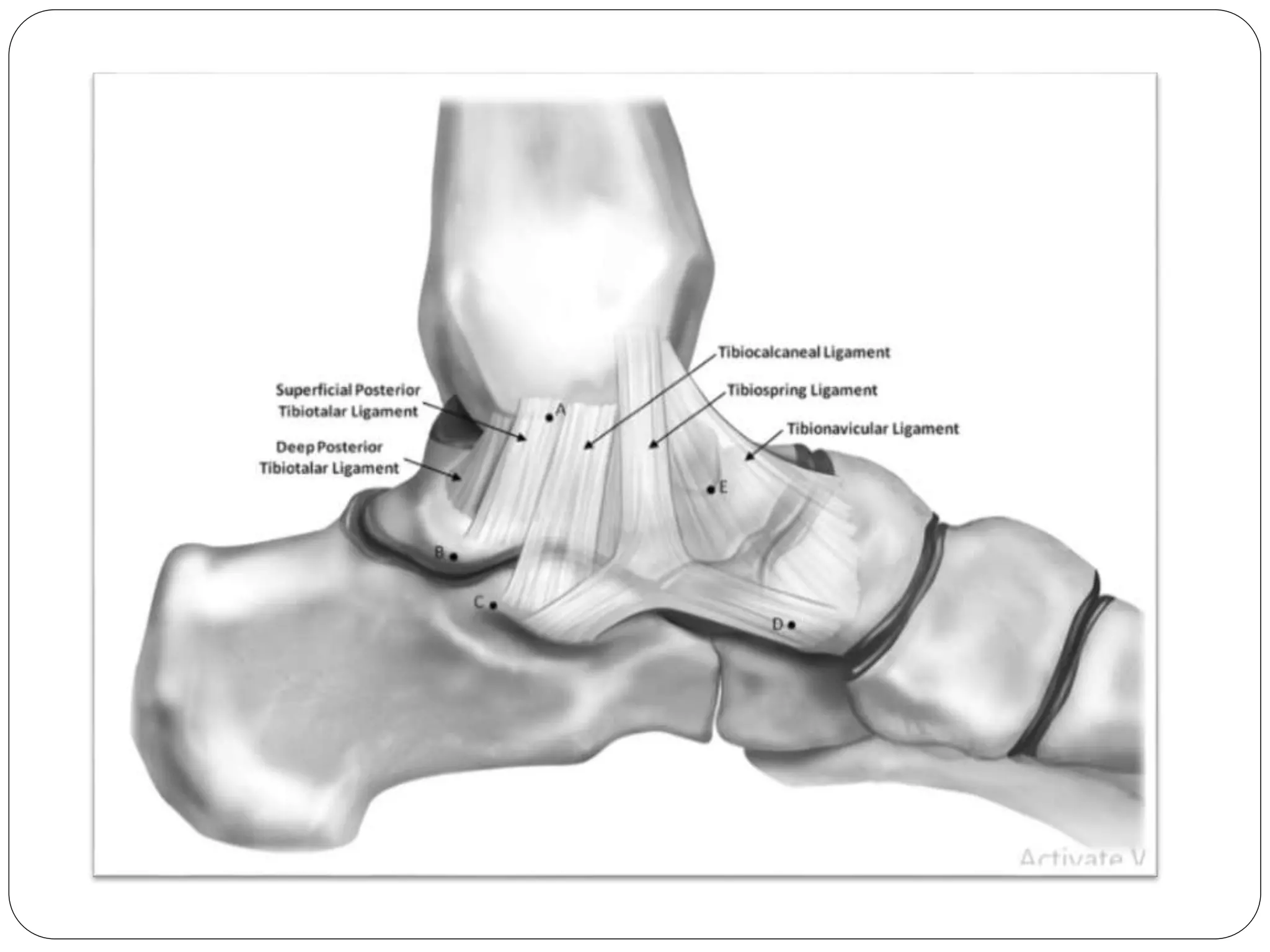 Anatomy of Lower leg, ankle, and foot | PPTX