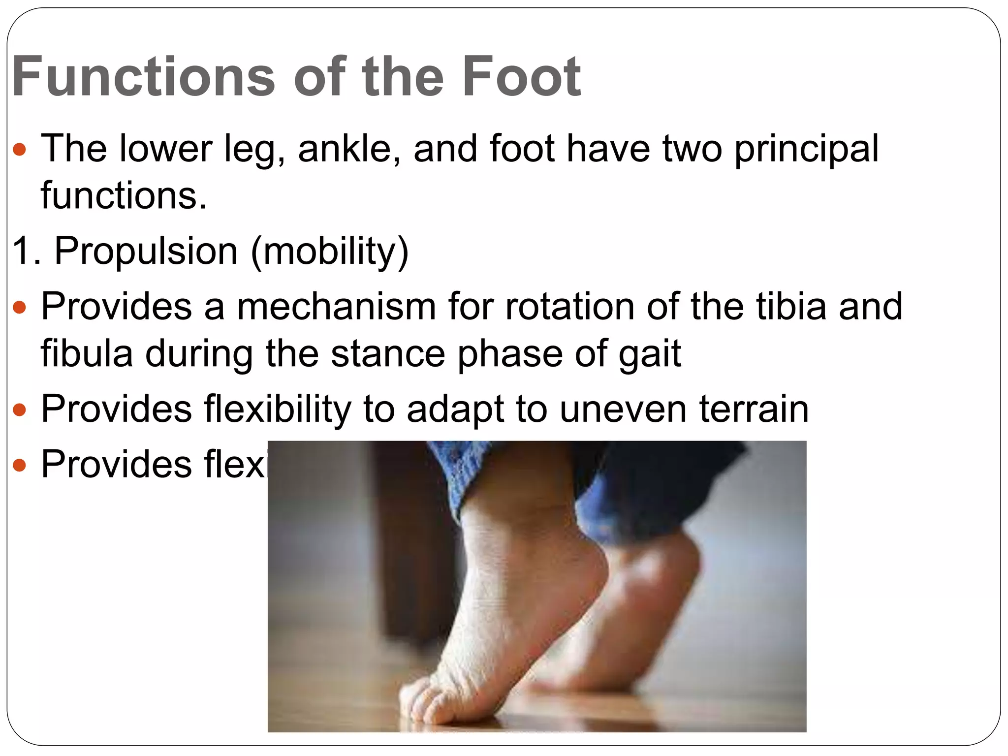 Anatomy of Lower leg, ankle, and foot | PPTX