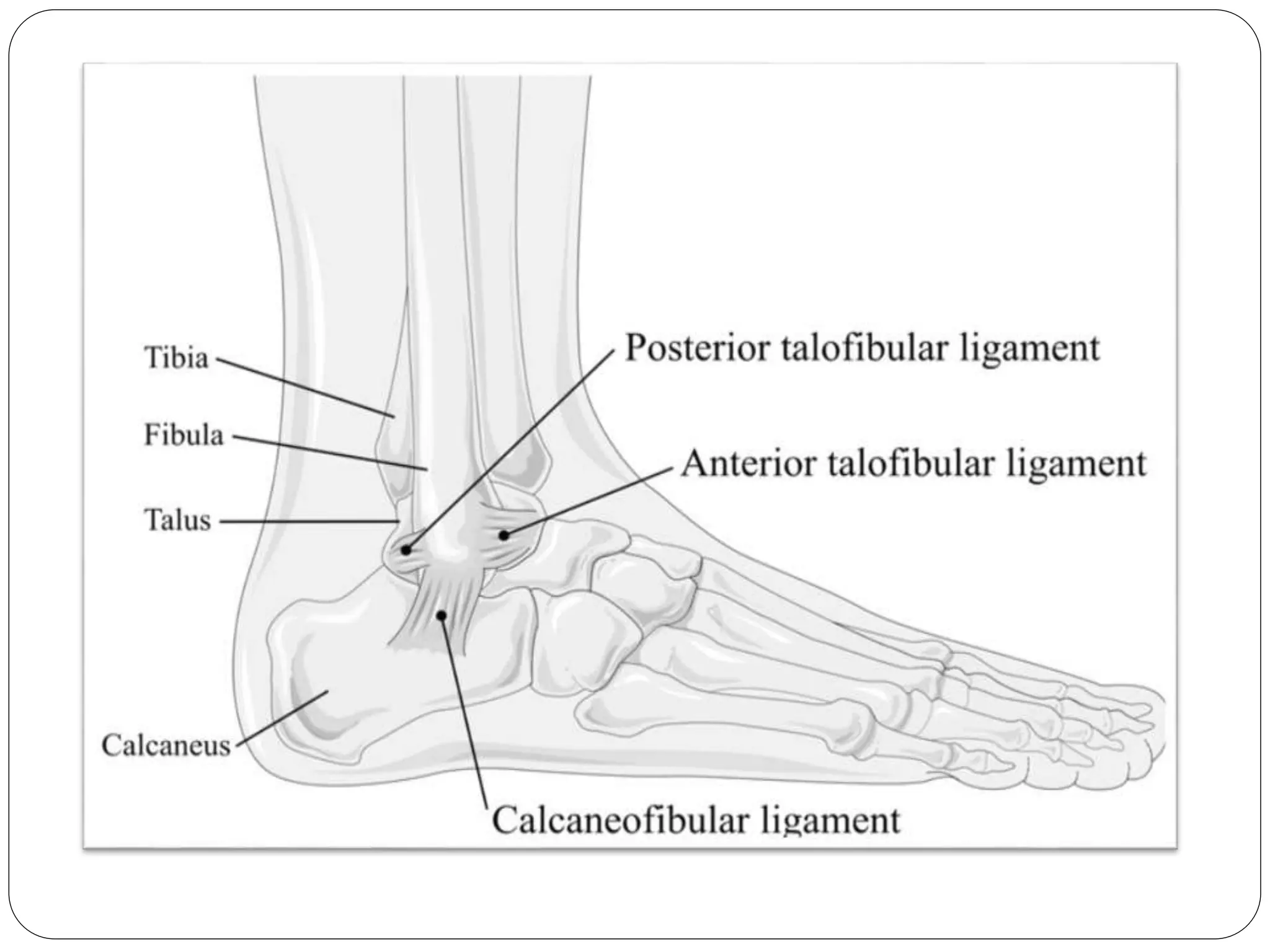 Anatomy of Lower leg, ankle, and foot | PPTX