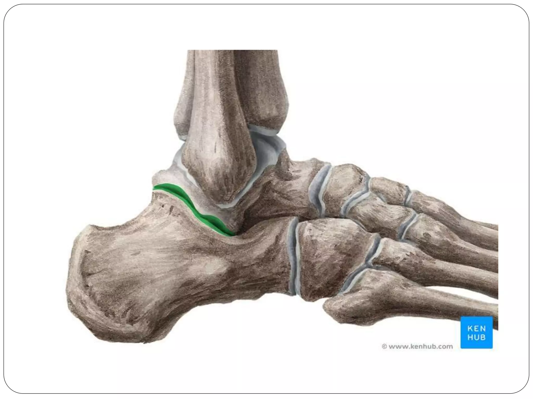 Anatomy of Lower leg, ankle, and foot | PPTX