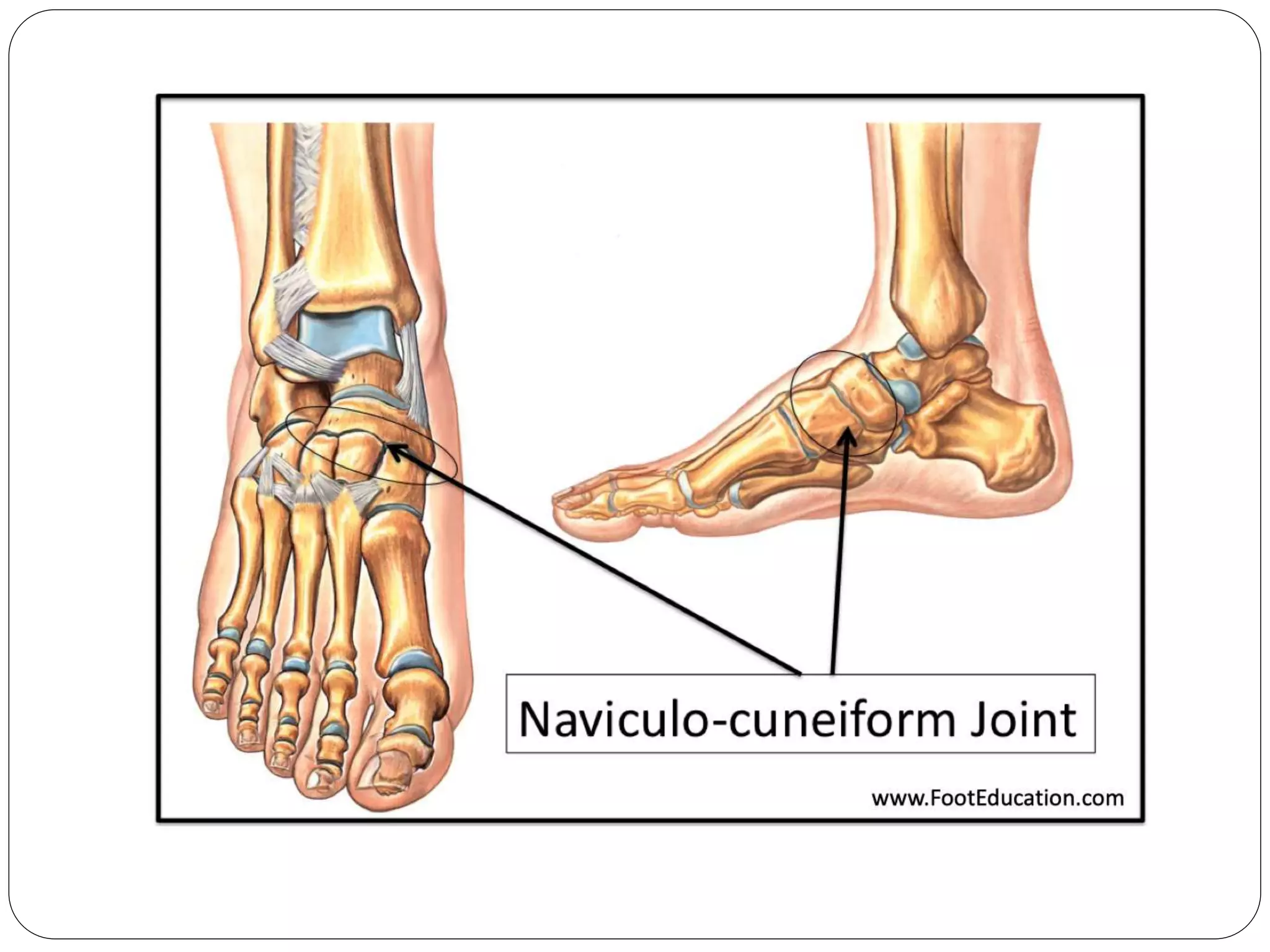 Anatomy of Lower leg, ankle, and foot | PPTX