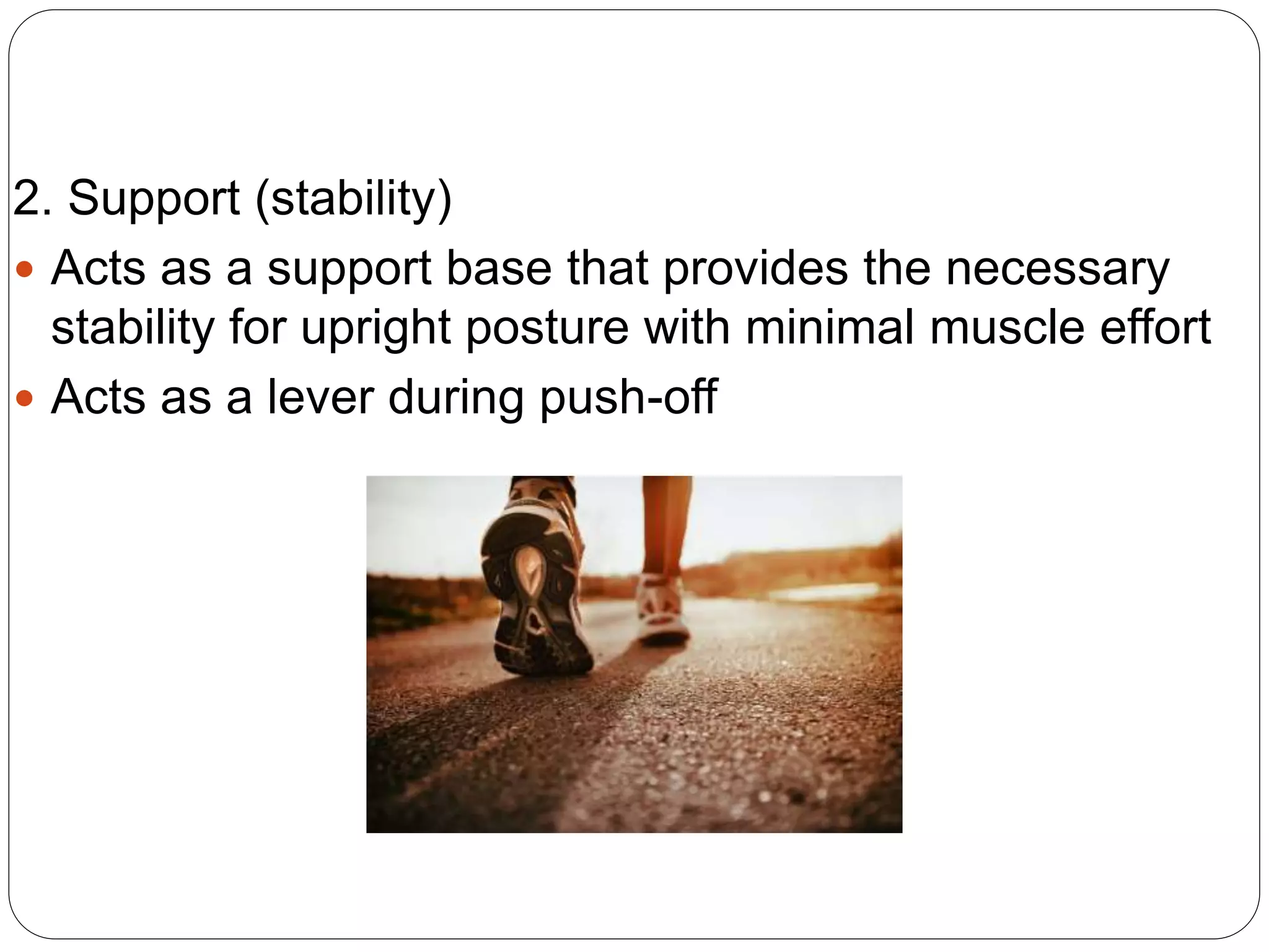 Anatomy of Lower leg, ankle, and foot | PPTX