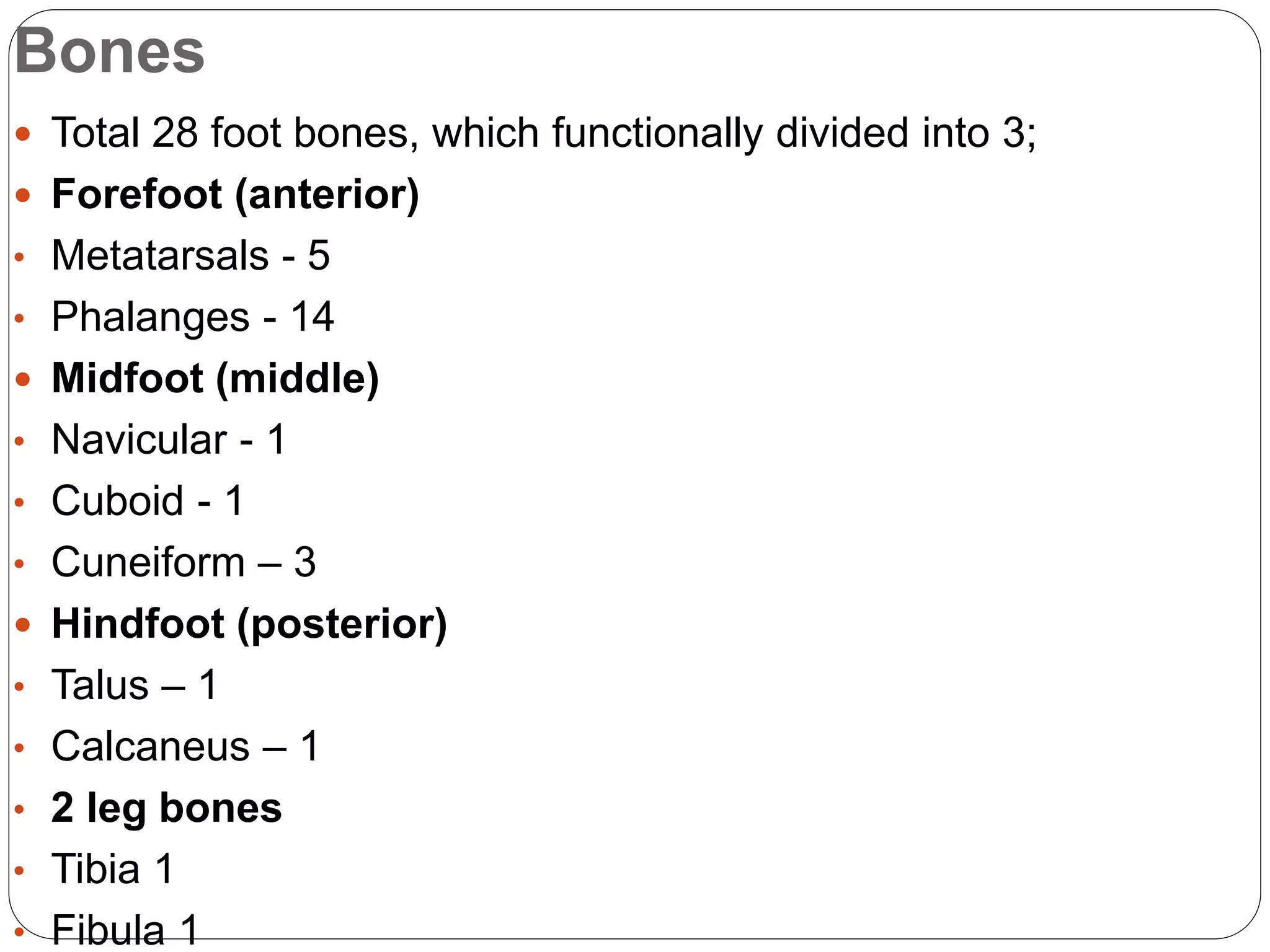 Anatomy of Lower leg, ankle, and foot | PPTX