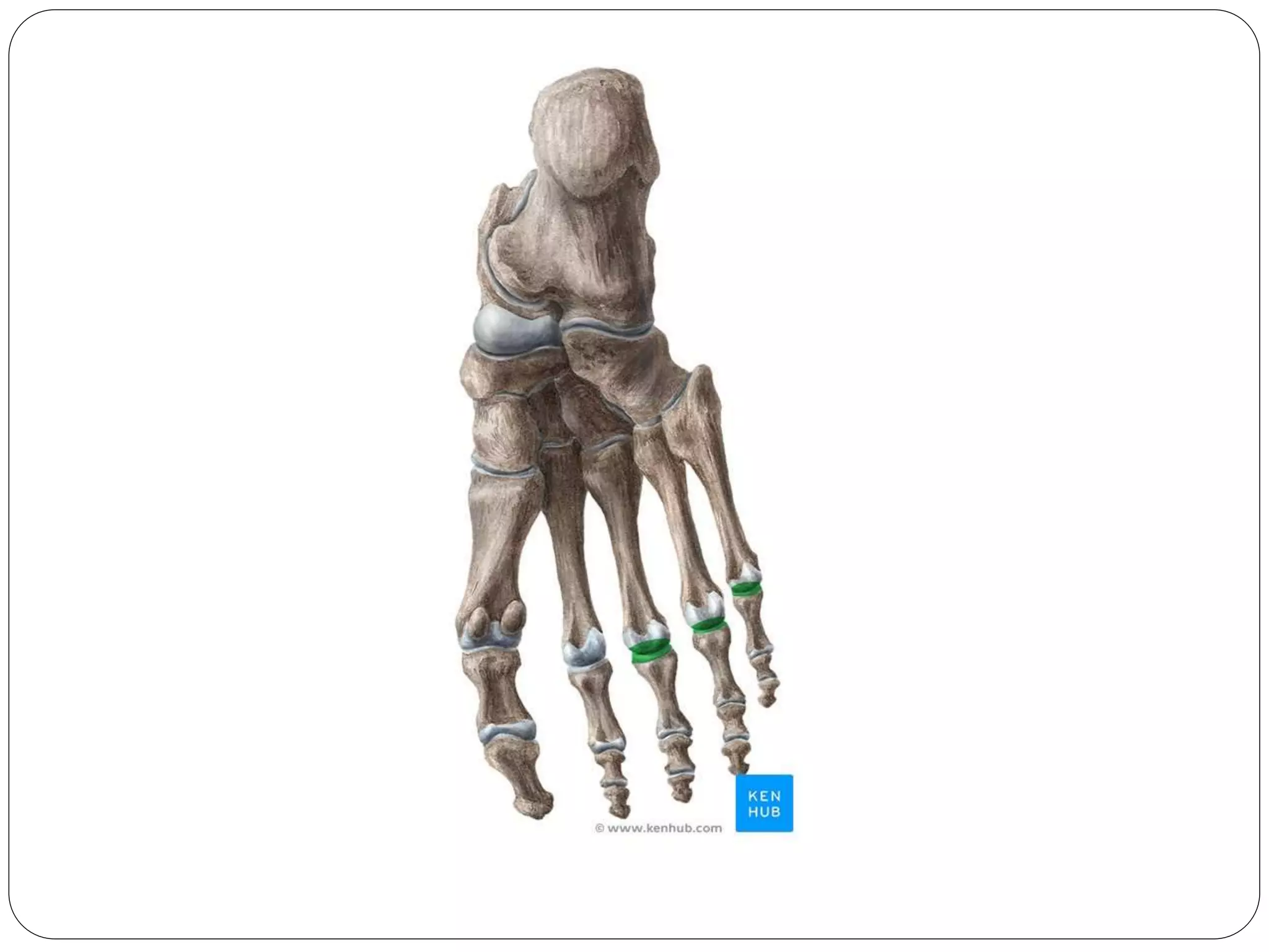 Anatomy of Lower leg, ankle, and foot | PPTX