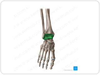 Anatomy of Lower leg, ankle, and foot | PPTX