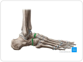 Anatomy of Lower leg, ankle, and foot | PPTX