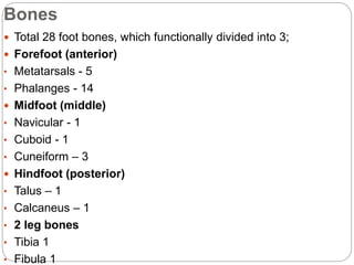 Anatomy of Lower leg, ankle, and foot | PPTX