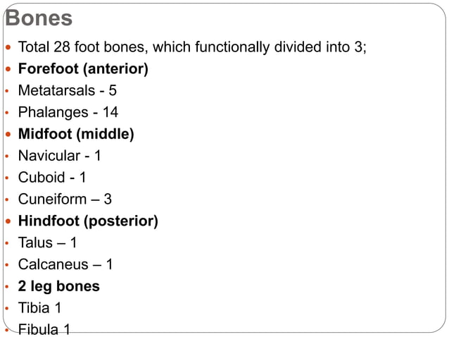 Anatomy of Lower leg, ankle, and foot | PPTX
