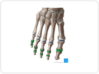 Anatomy of Lower leg, ankle, and foot | PPTX