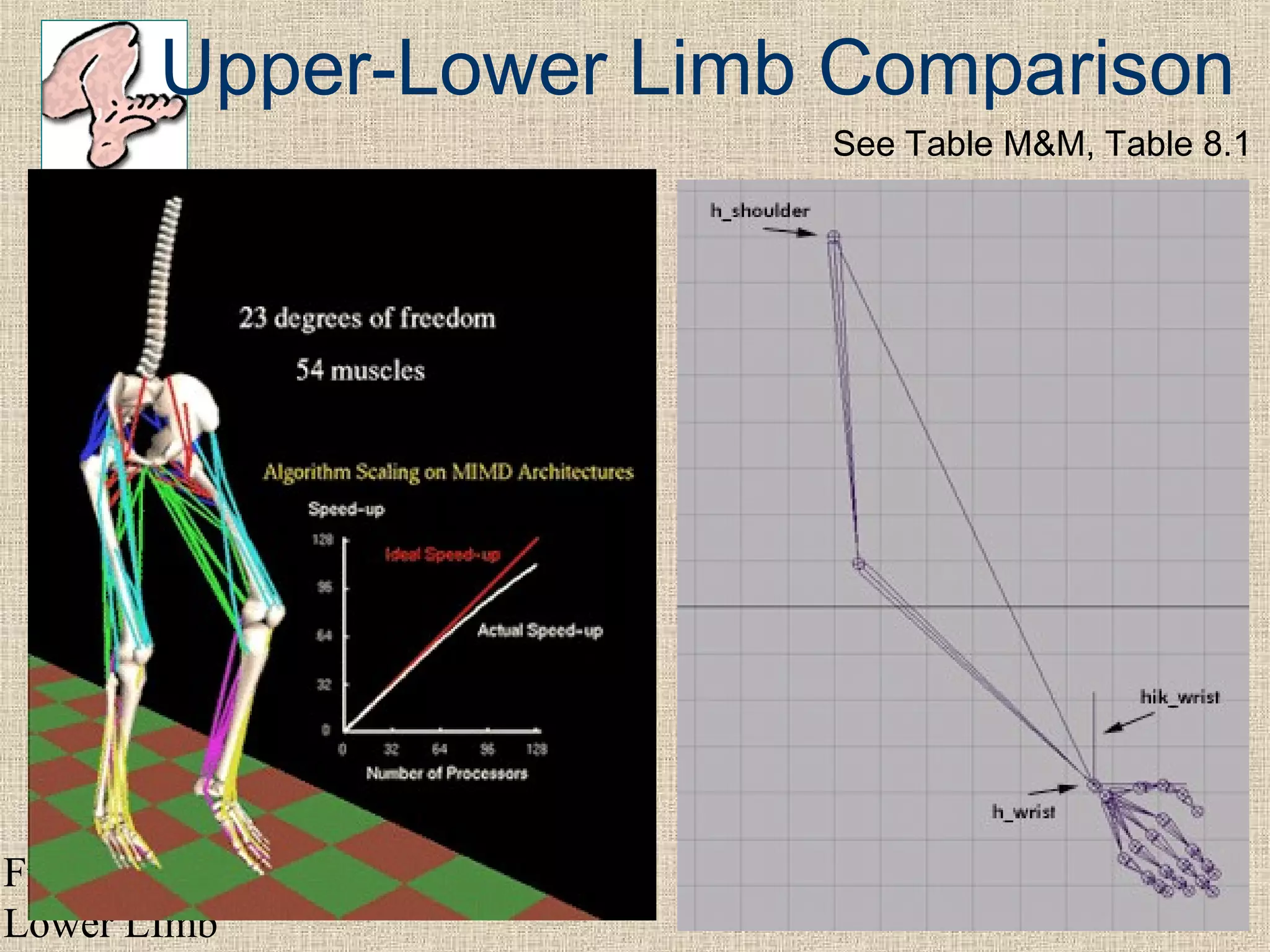 Lower Limb | PPT