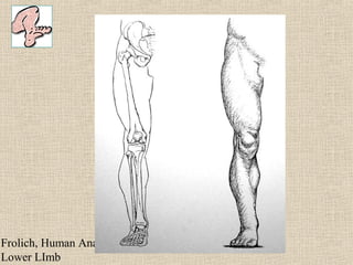 Lower Limb Drawing