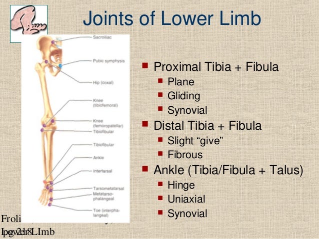 Lower Limb Lower Limb