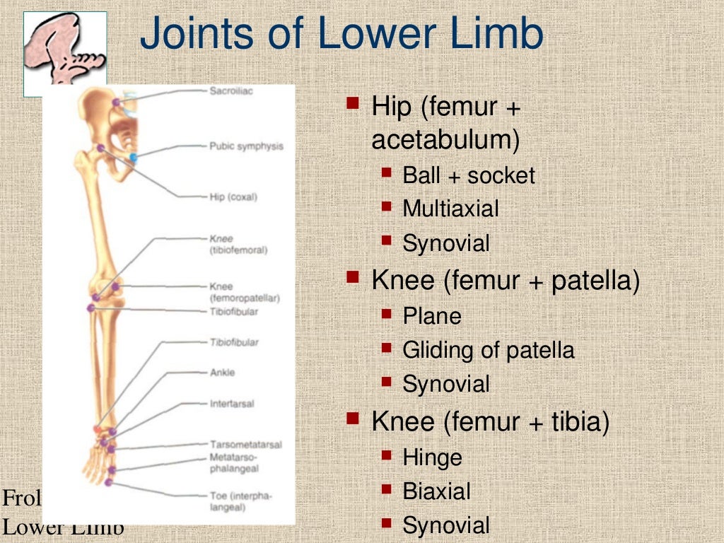 lower-limb