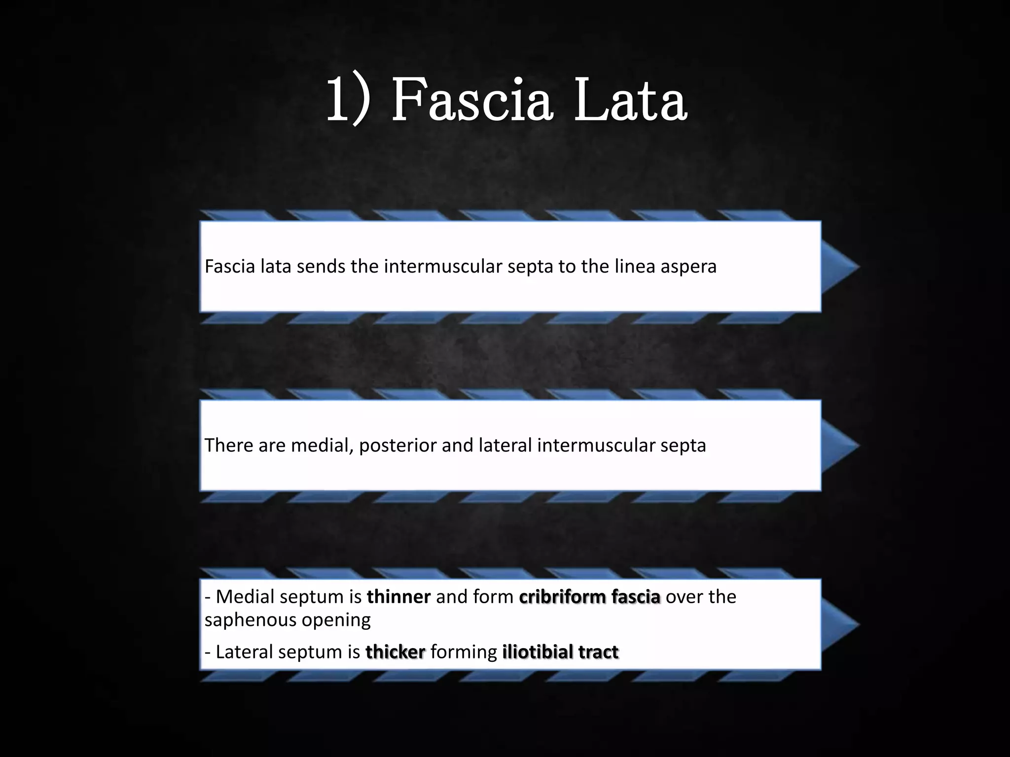 Contents of Lower (Frontal) | PPTX