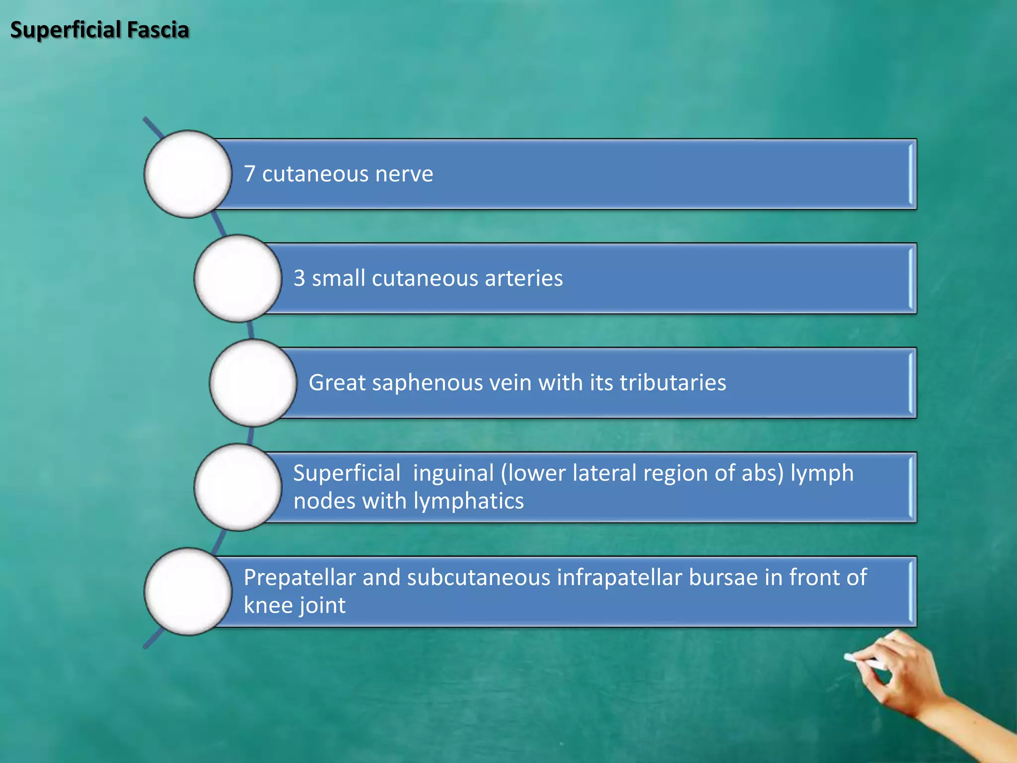 Contents of Lower (Frontal) | PPTX