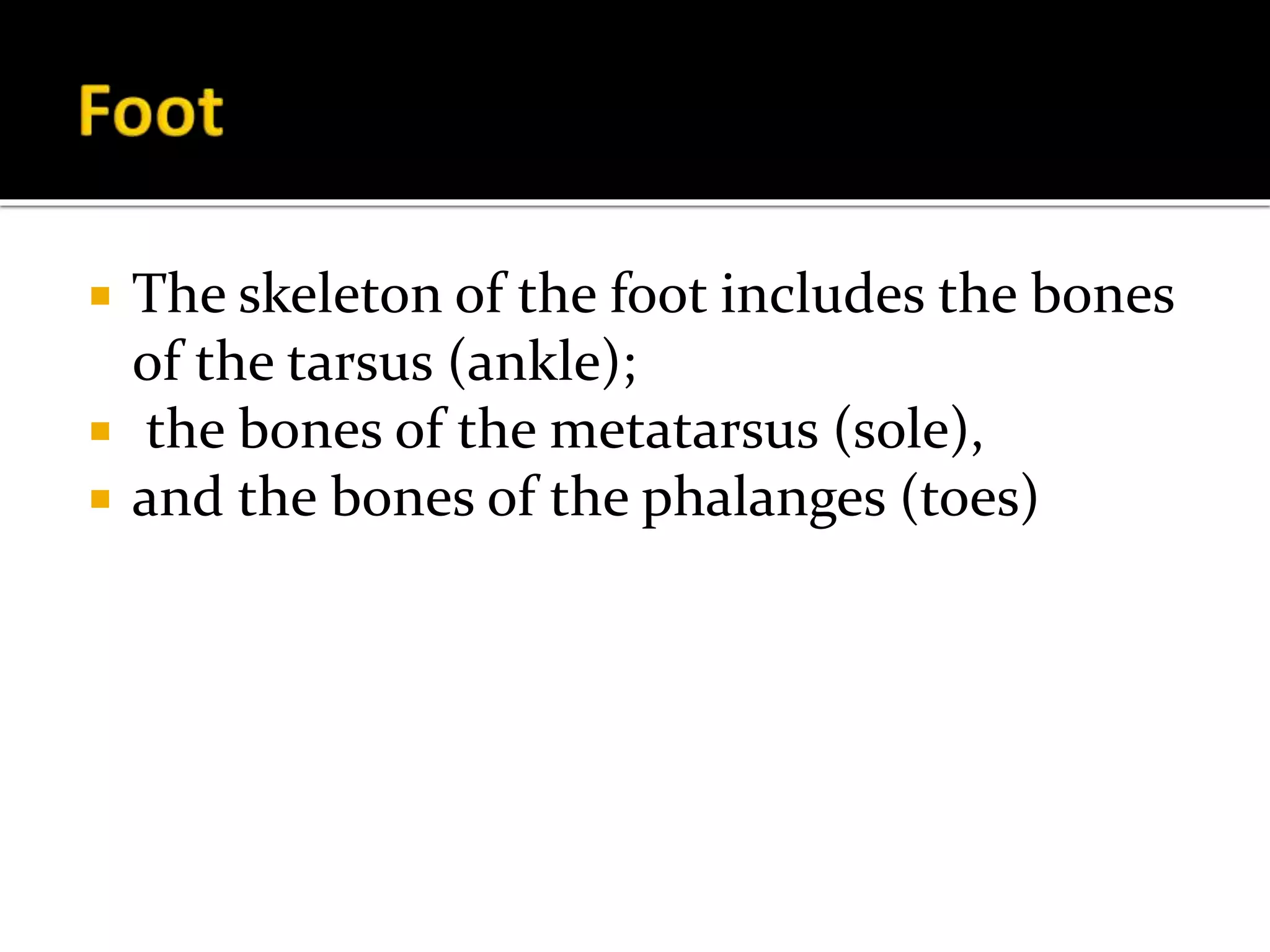 Appendicular Skeleton- Lower limb | PPTX