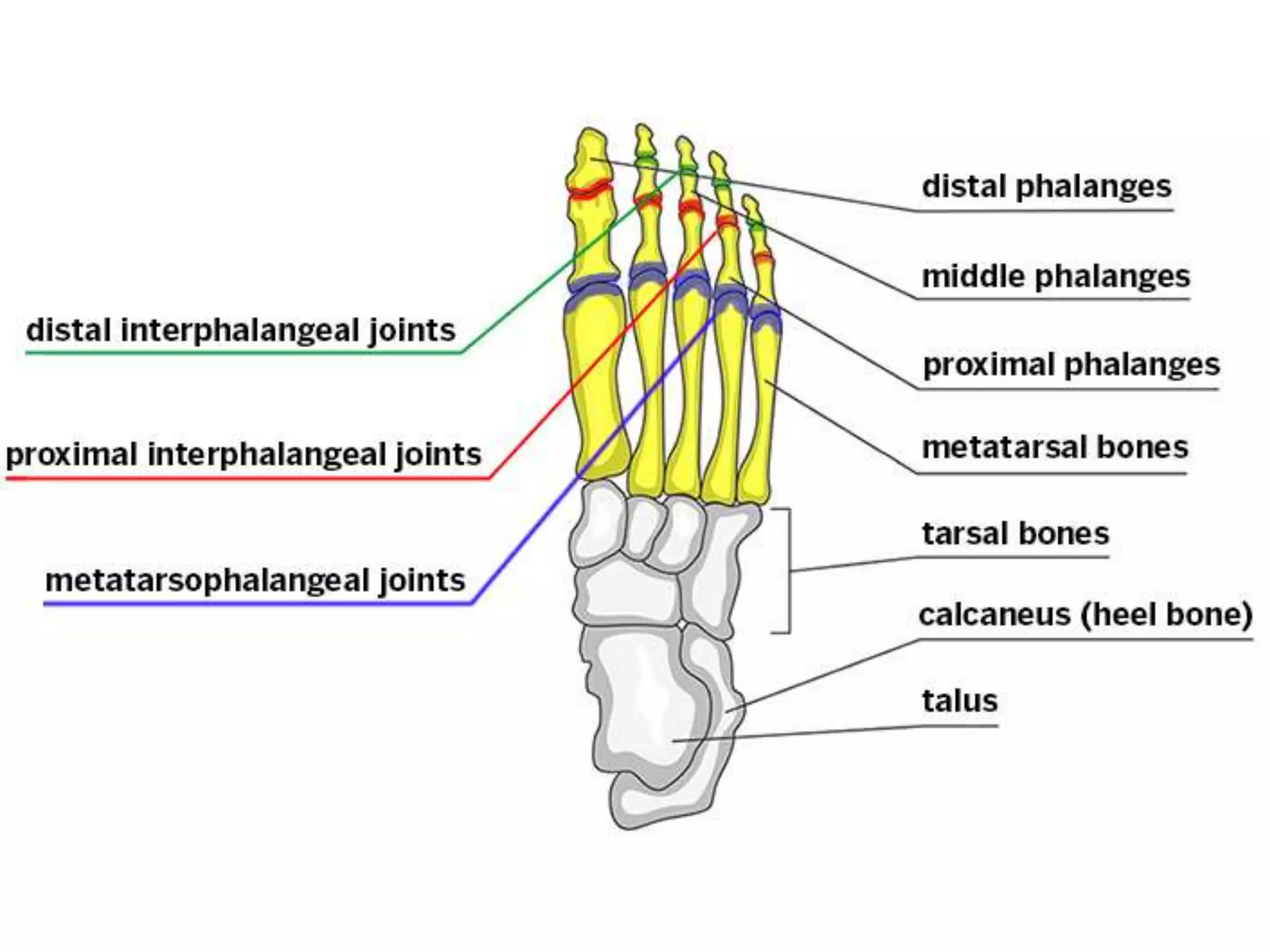 Appendicular Skeleton- Lower limb | PPTX