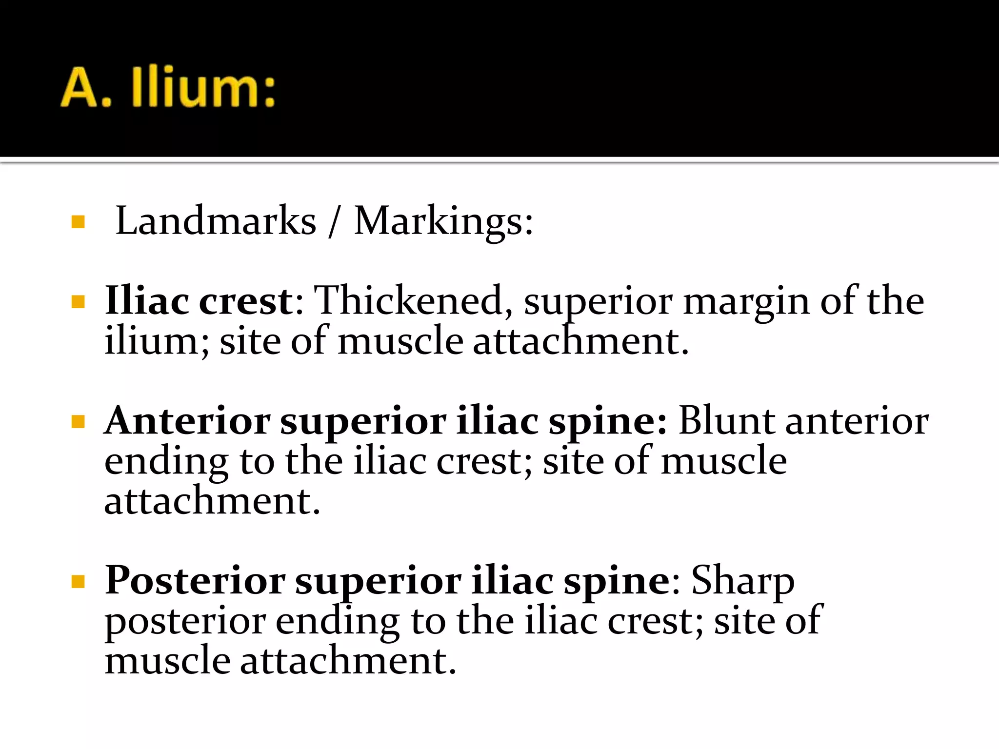 Appendicular Skeleton- Lower limb | PPTX