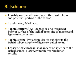 Appendicular Skeleton- Lower limb | PPTX