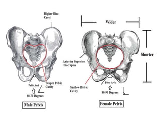 Appendicular Skeleton- Lower limb | PPTX
