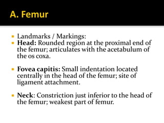 Appendicular Skeleton- Lower limb | PPTX