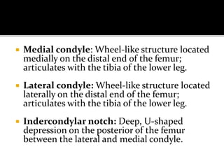 Appendicular Skeleton- Lower limb | PPTX