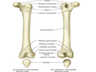 Appendicular Skeleton- Lower limb | PPTX
