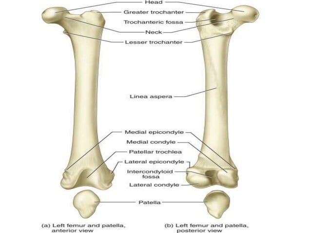 Appendicular Skeleton- Lower limb | PPT