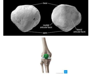 Appendicular Skeleton- Lower limb | PPTX