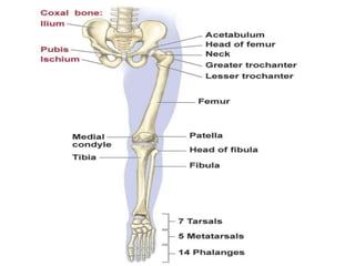 Appendicular Skeleton- Lower limb | PPTX