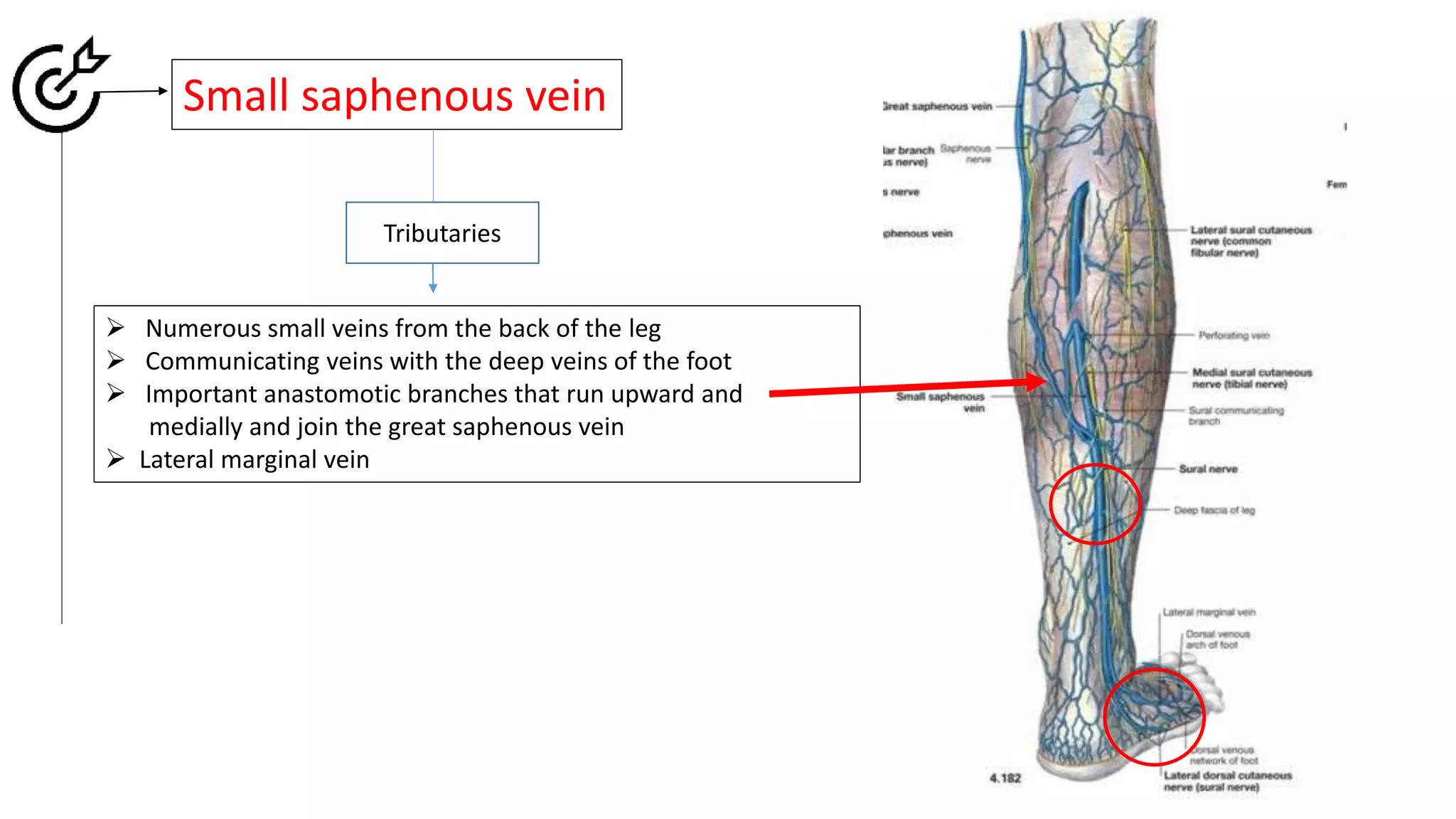 Main Veins of The Lower Limb | PPTX