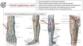 Main Veins of The Lower Limb | PPTX